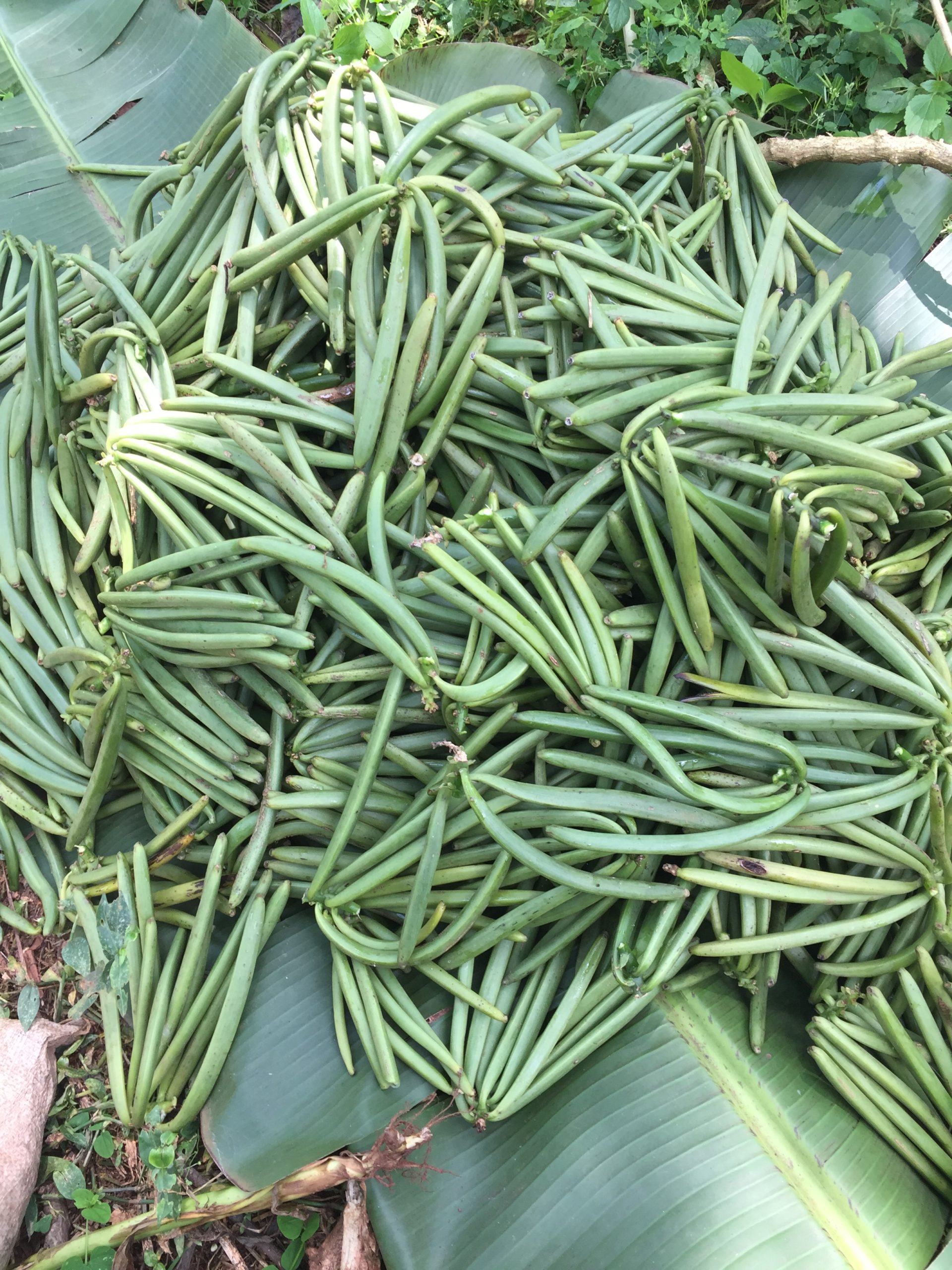 New vanilla season has started in Uganda - farm of africa vanilla farmer